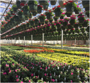 greenhouse | TOM'S Farm Market