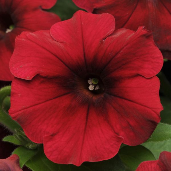 Petunia Easy Wave Red Velour | TOM'S Farm Market